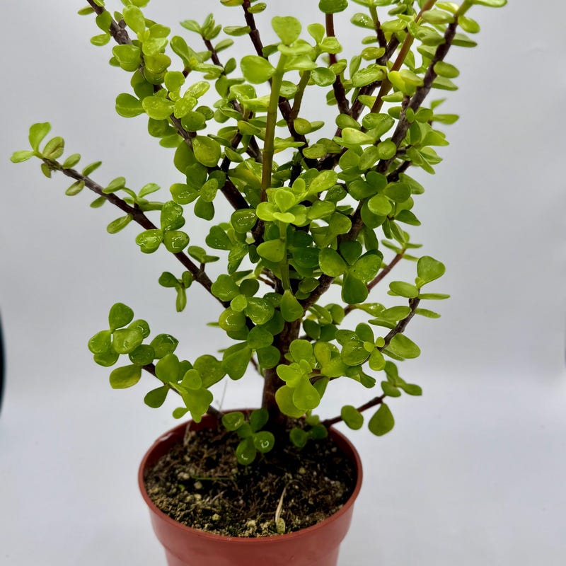 Jade Elephant Plant Bush - Etsy