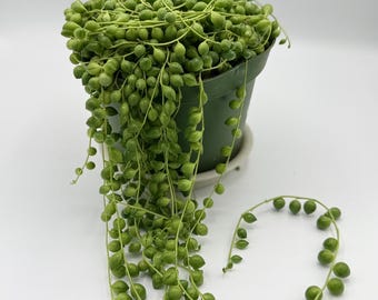 String of Pearls - Etsy