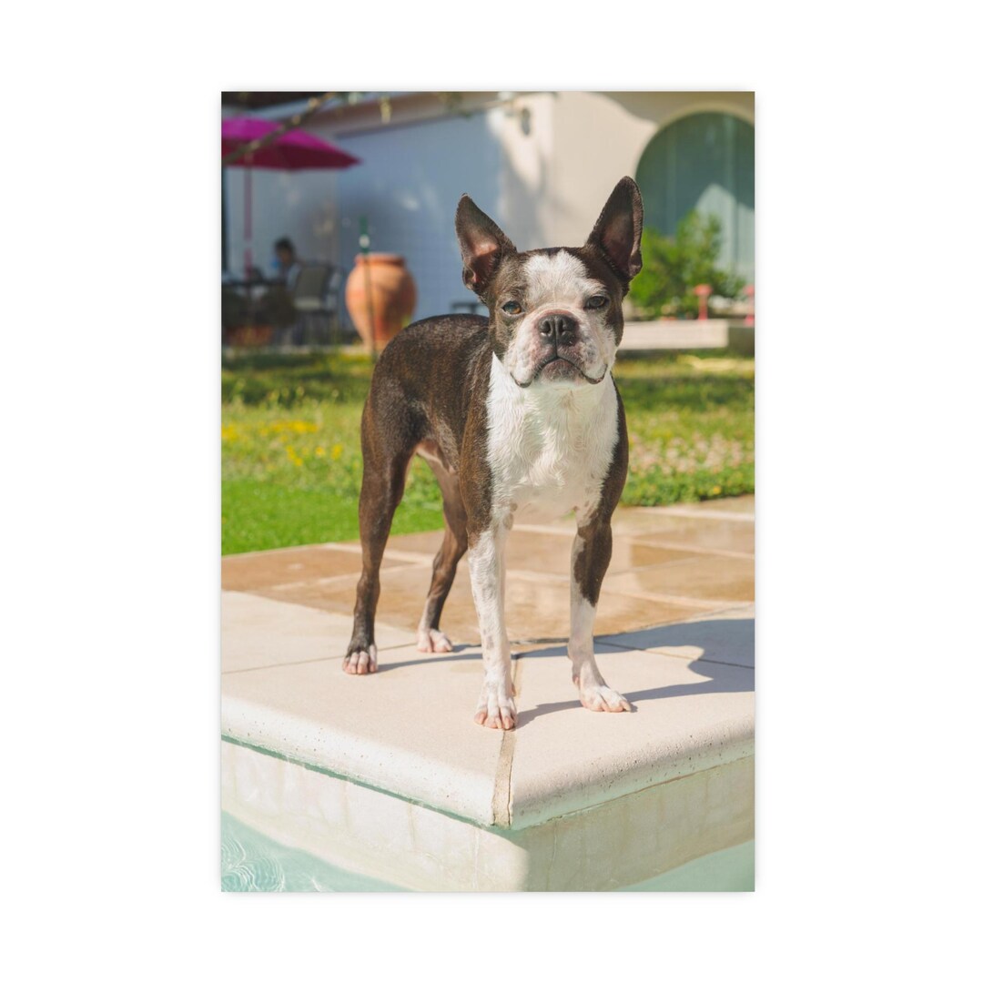 French Boston Terrier Poolside 16x24 Vertical Fine Art Dog Print, Aix ...
