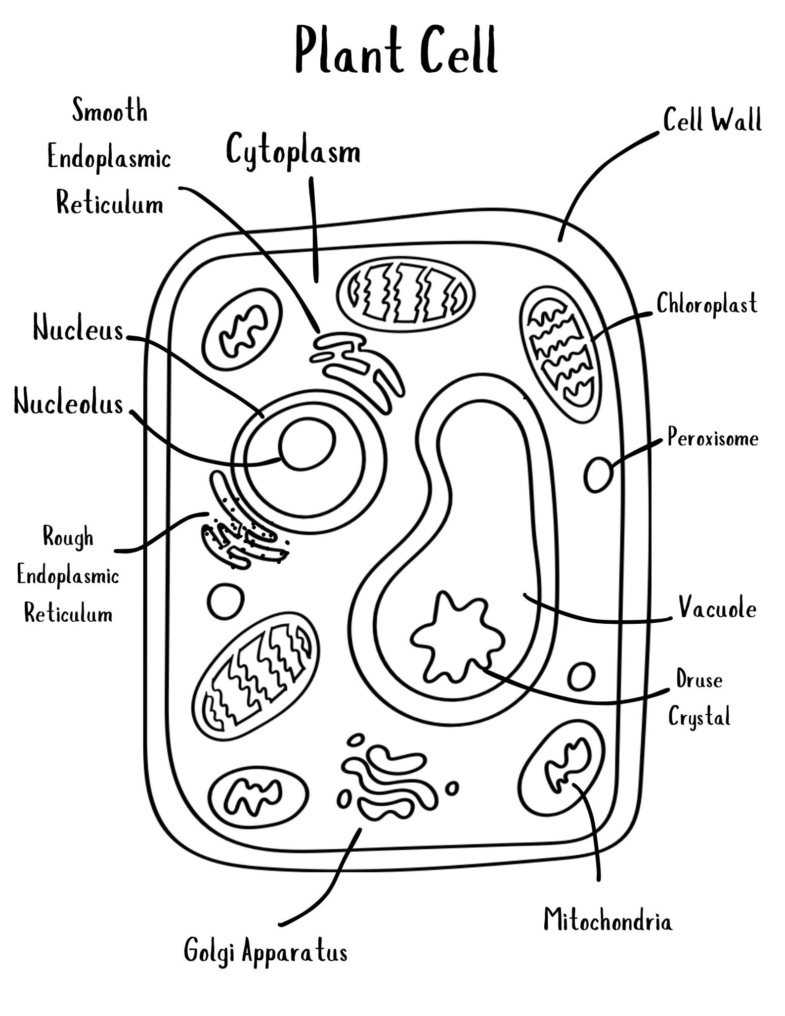 Plant Cell Printable | Biology Digital Download | Homeschool Curriculum ...