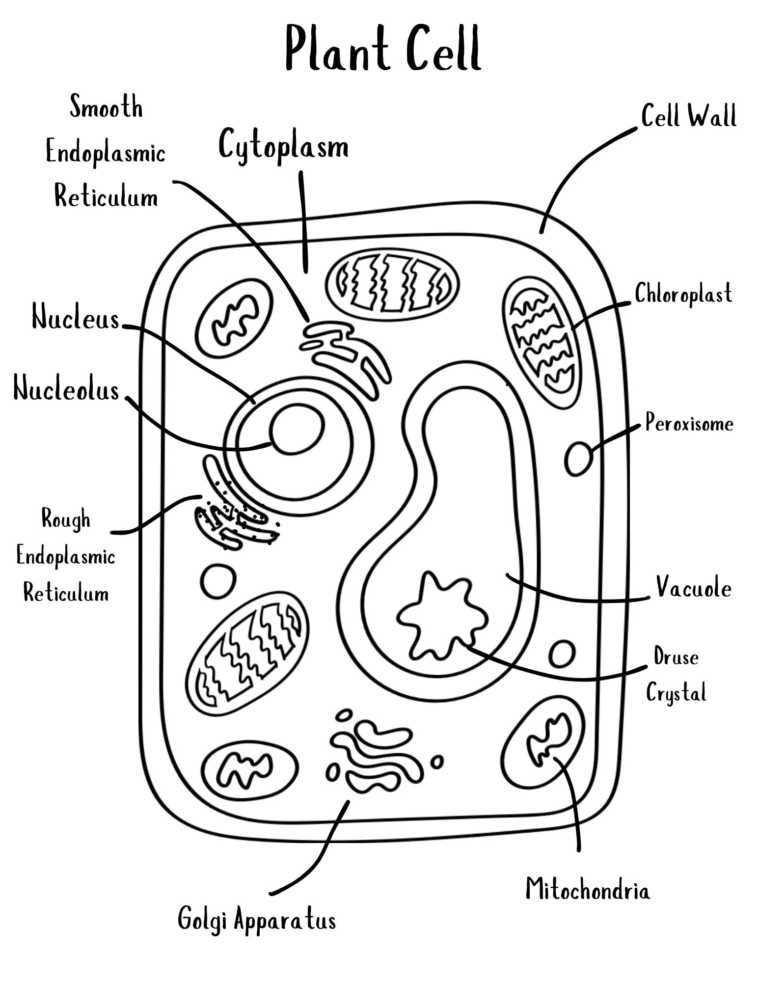 Plant Cell Printable | Biology Digital Download | Homeschool Curriculum ...