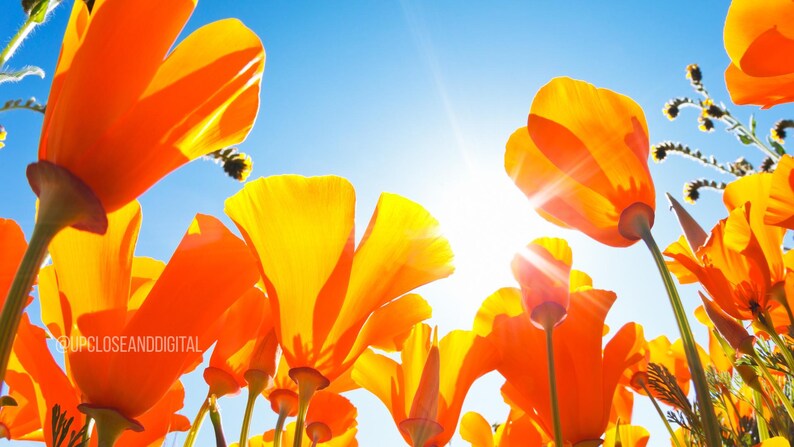 Spring Flowers - Desktop Wallpaper (5 Pack) - Etsy