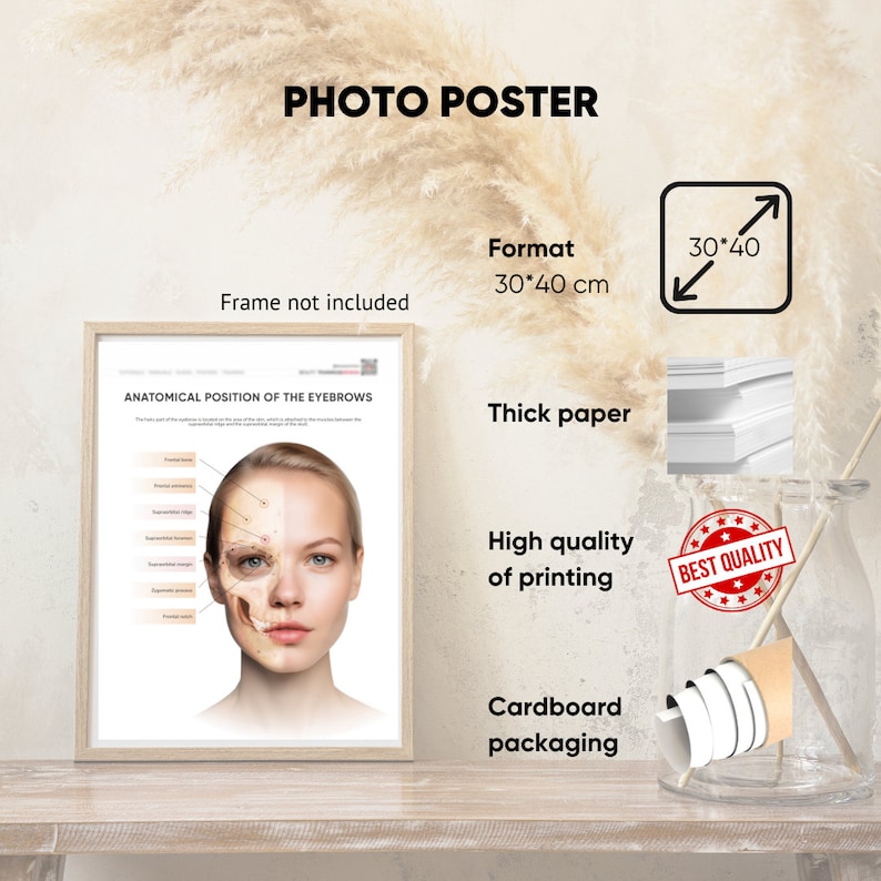 Anatomical Position of the Eyebrows Poster 12x16 30cm X 40cm - Etsy