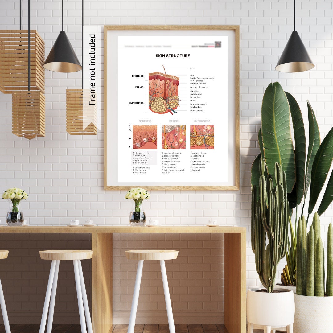 Skin Structure Poster 12x16 30cm X 40cm - Etsy
