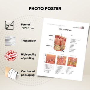Skin Structure Poster 12"x16" (30cm X 40cm) - Etsy