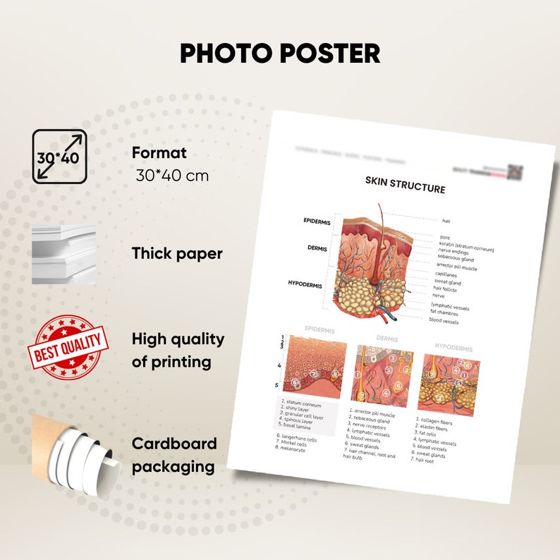 Skin Structure Poster 12"x16" (30cm X 40cm) - Etsy
