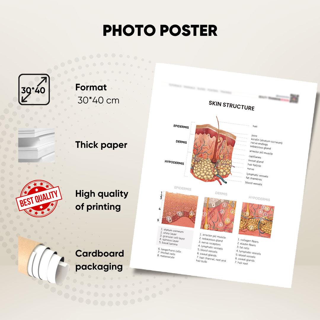Skin Structure Poster 12x16 30cm X 40cm - Etsy