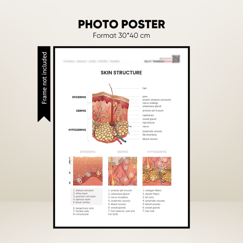 Skin Structure Poster 12"x16" (30cm X 40cm) - Etsy