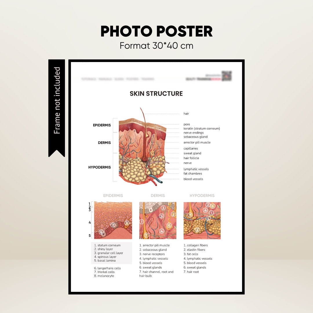 Skin Structure Poster 12x16 30cm X 40cm - Etsy