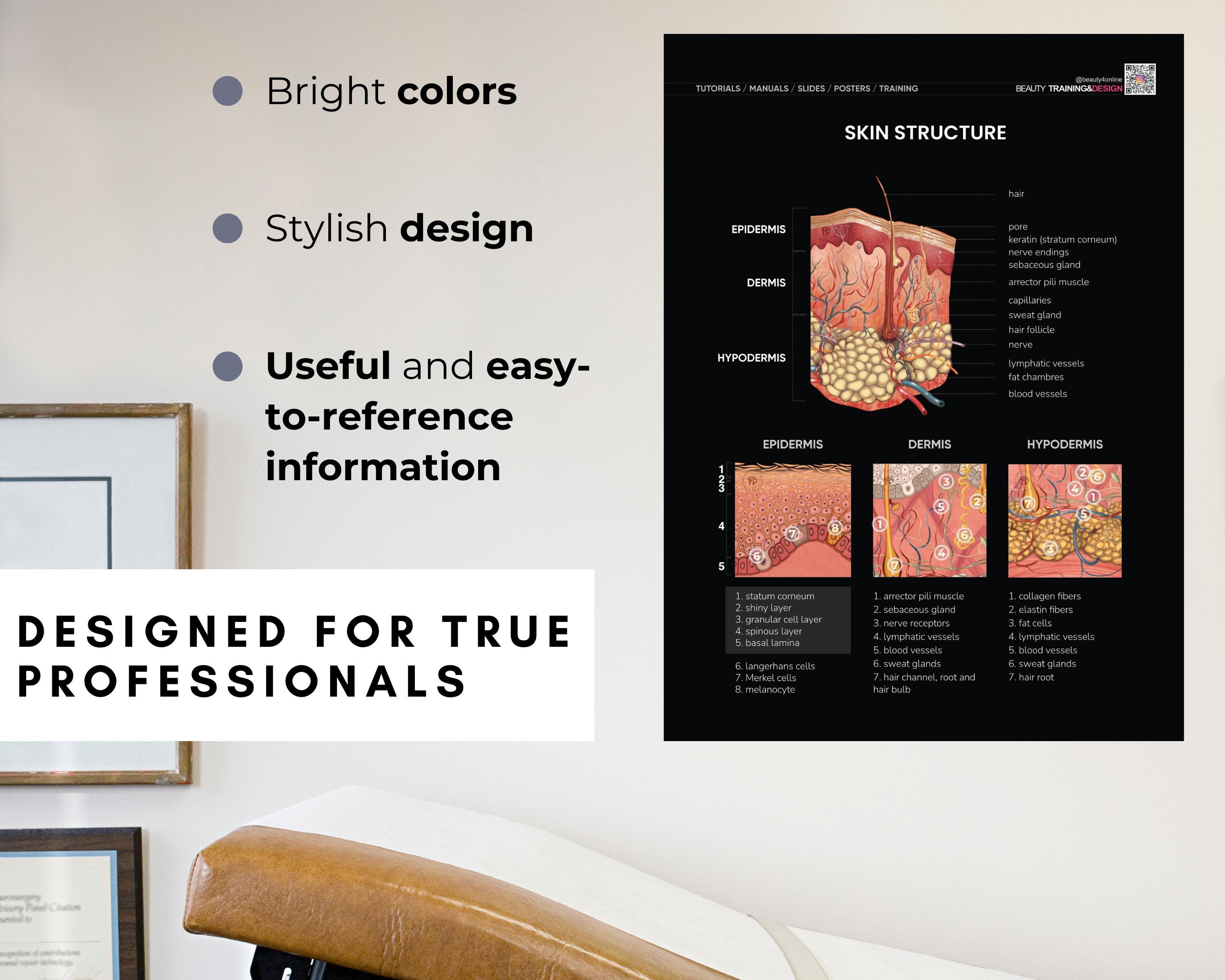Poster Printable PDF ”skin Structure” Wall Decor Skincare Skin Anatomy ...