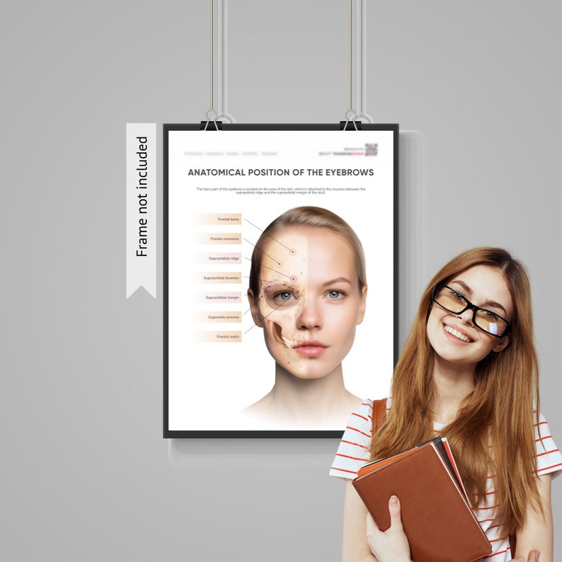 Anatomical Position of the Eyebrows Poster 12x16 30cm X 40cm - Etsy