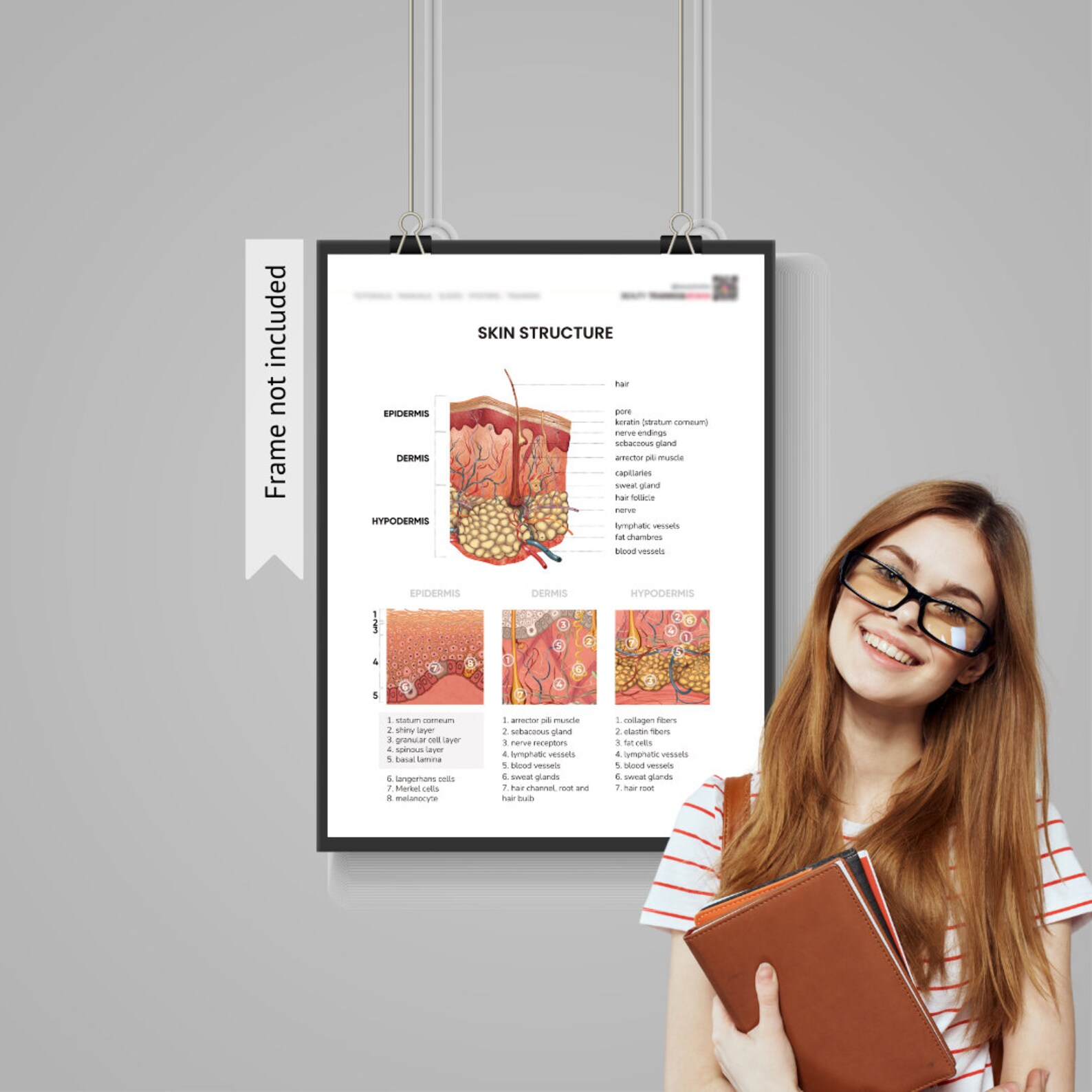 Skin Structure Poster 12"x16" (30cm X 40cm) - Etsy