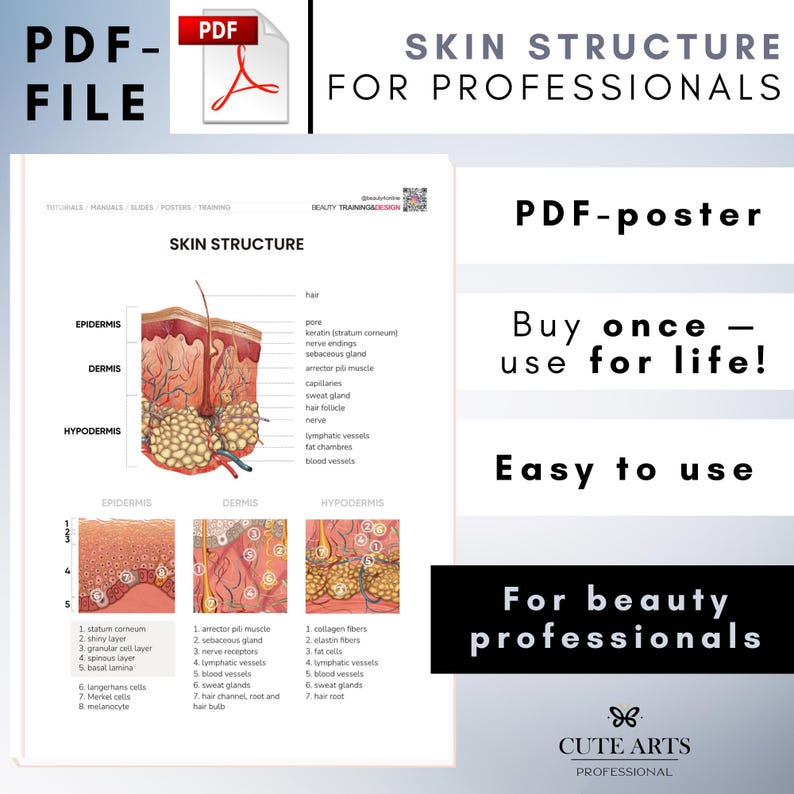 Poster Printable PDF ”skin Structure” Wall Decor Skincare Skin Anatomy ...