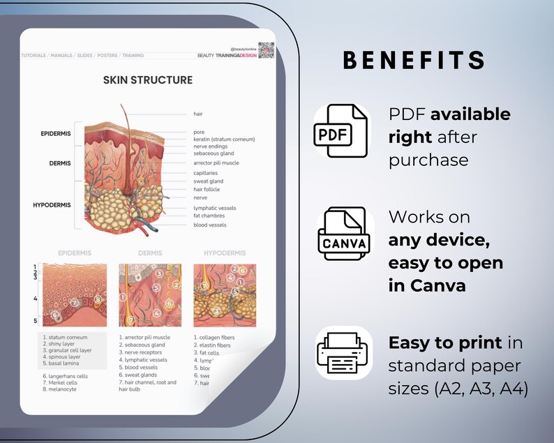 Poster Printable PDF ”skin Structure” Wall Decor Skincare Skin Anatomy ...