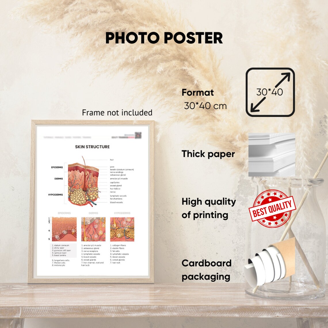 Skin Structure Poster 12"x16" (30cm X 40cm) - Etsy