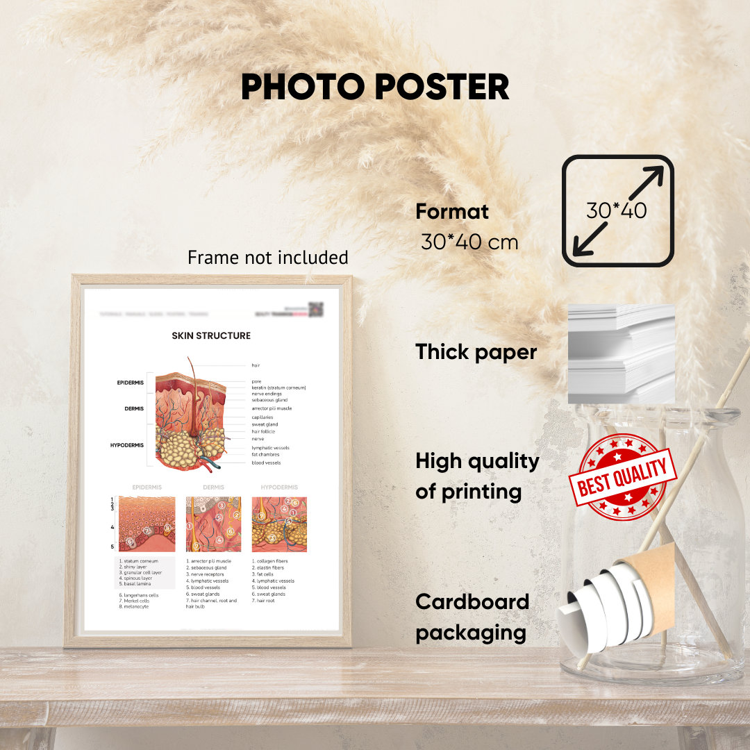 Skin Structure Poster 12x16 30cm X 40cm - Etsy