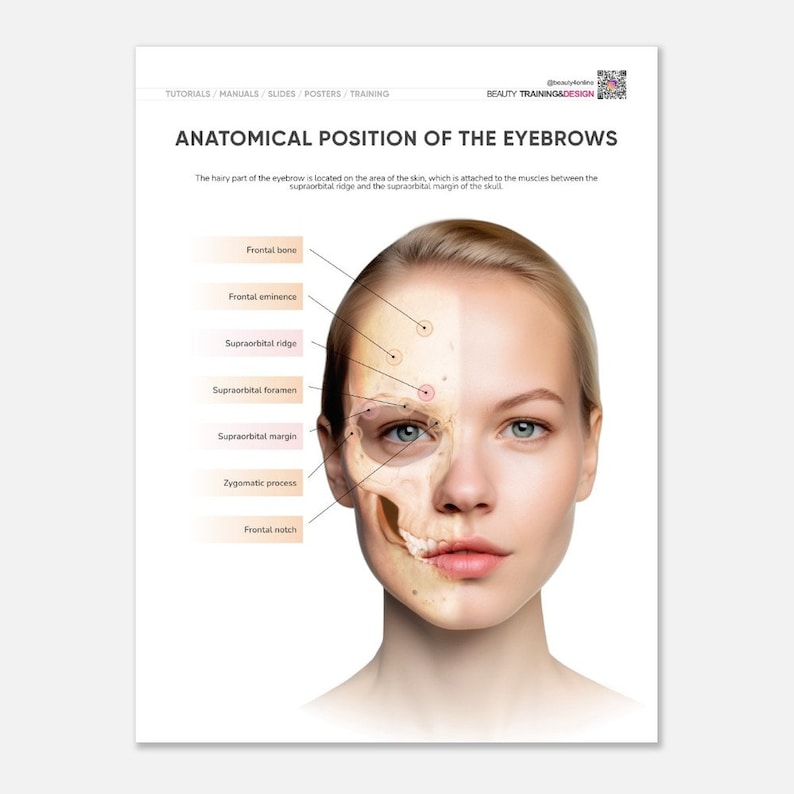 Anatomical Position of the Eyebrows Poster 12x16 30cm X 40cm - Etsy