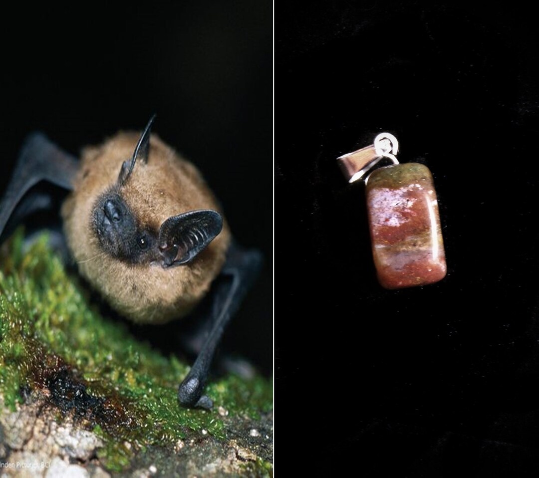 Mouse-eared Bat Familiar Friendship, Joy, Love, Comfort, Serenity ...