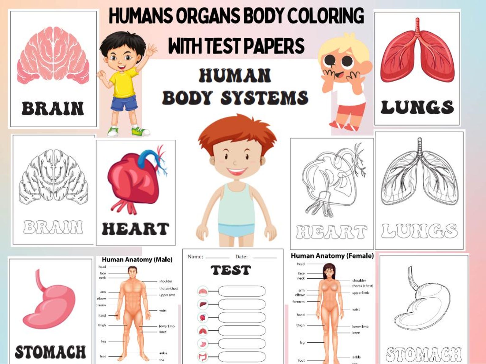 Human Coloring for Kids,homeschool Activity,kids Activity,preschool ...