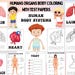 Human Coloring for Kids,homeschool Activity,kids Activity,preschool ...