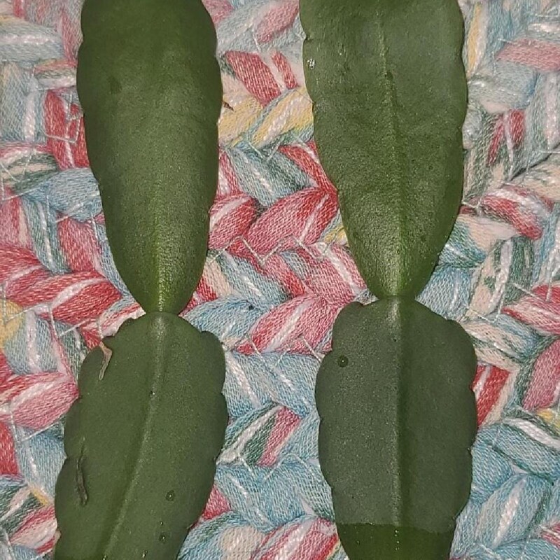 Cactus Cutting - Etsy