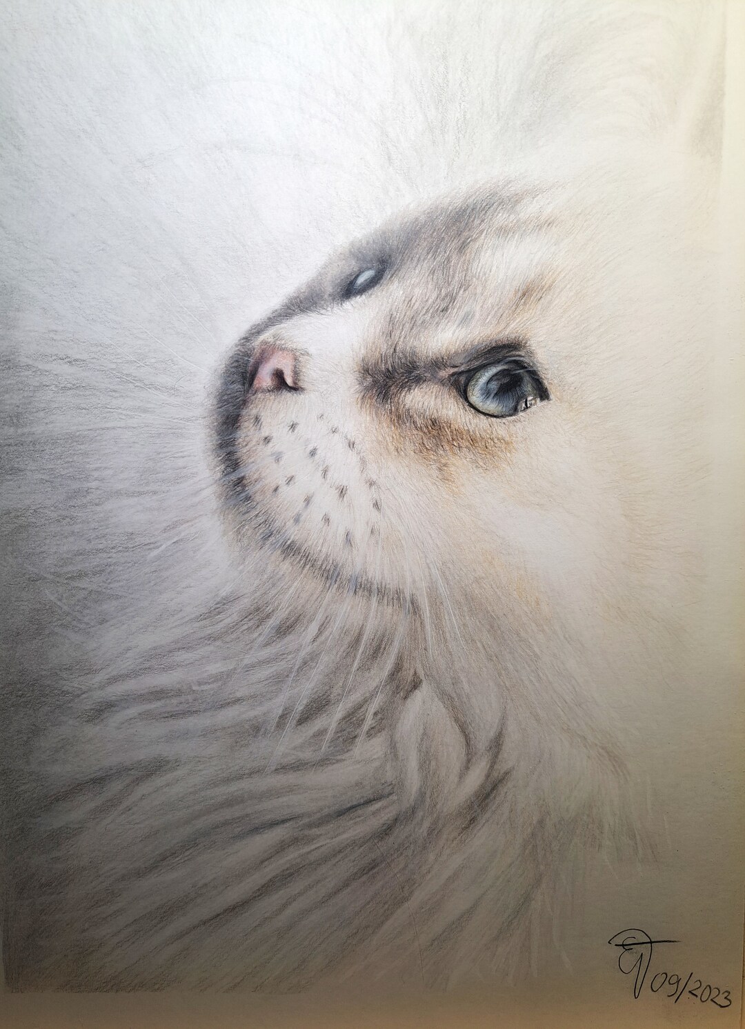 Realistic Coloured Pencil Cat Drawing, Pet Illustration, Present for ...