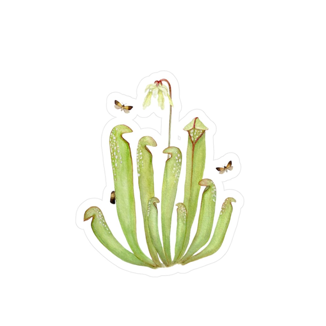 Pitcher Plant Sticker - Etsy
