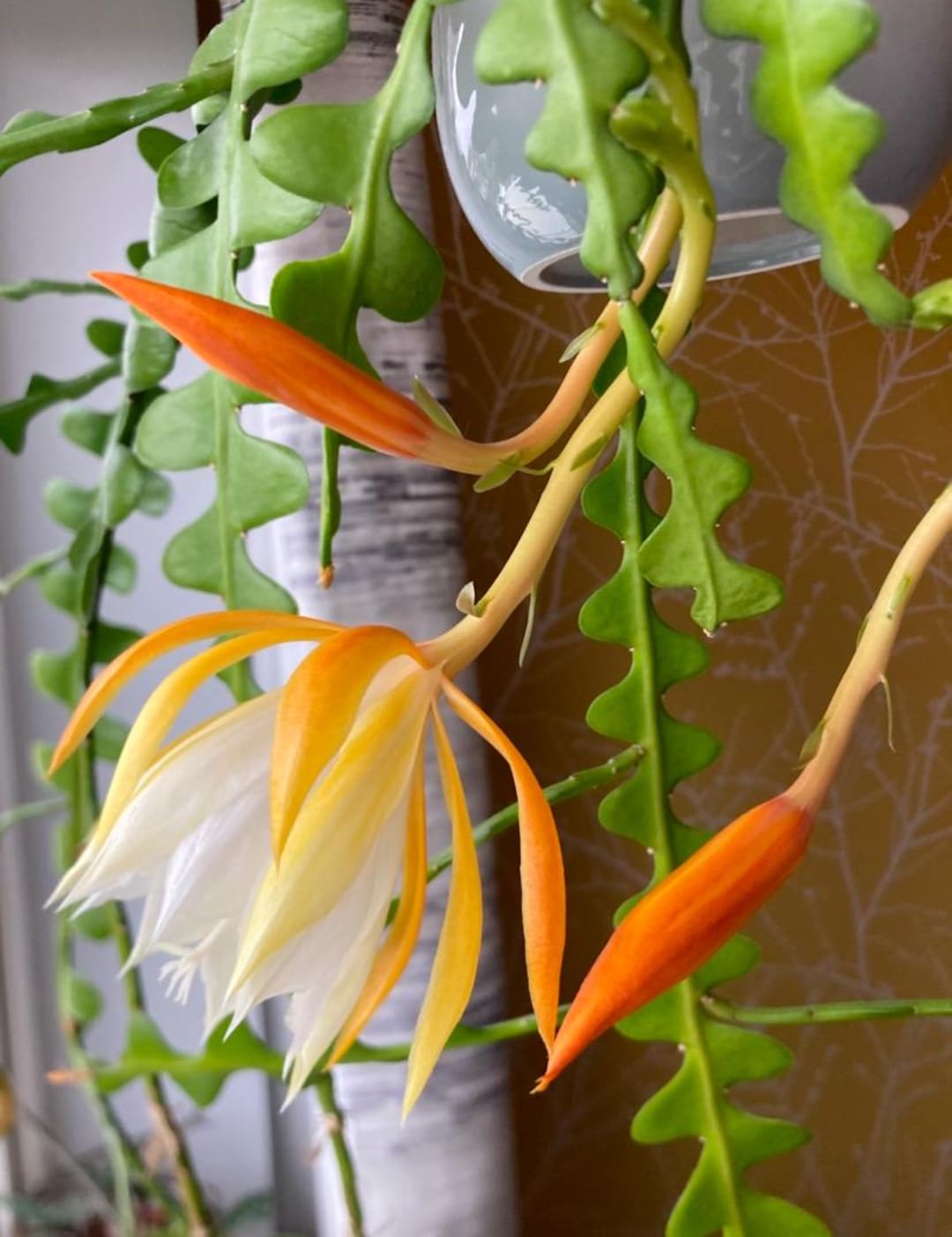 RARE 1 X Disocactus Anguliger Fishbone Cactus Fresh Cutting Plant ...