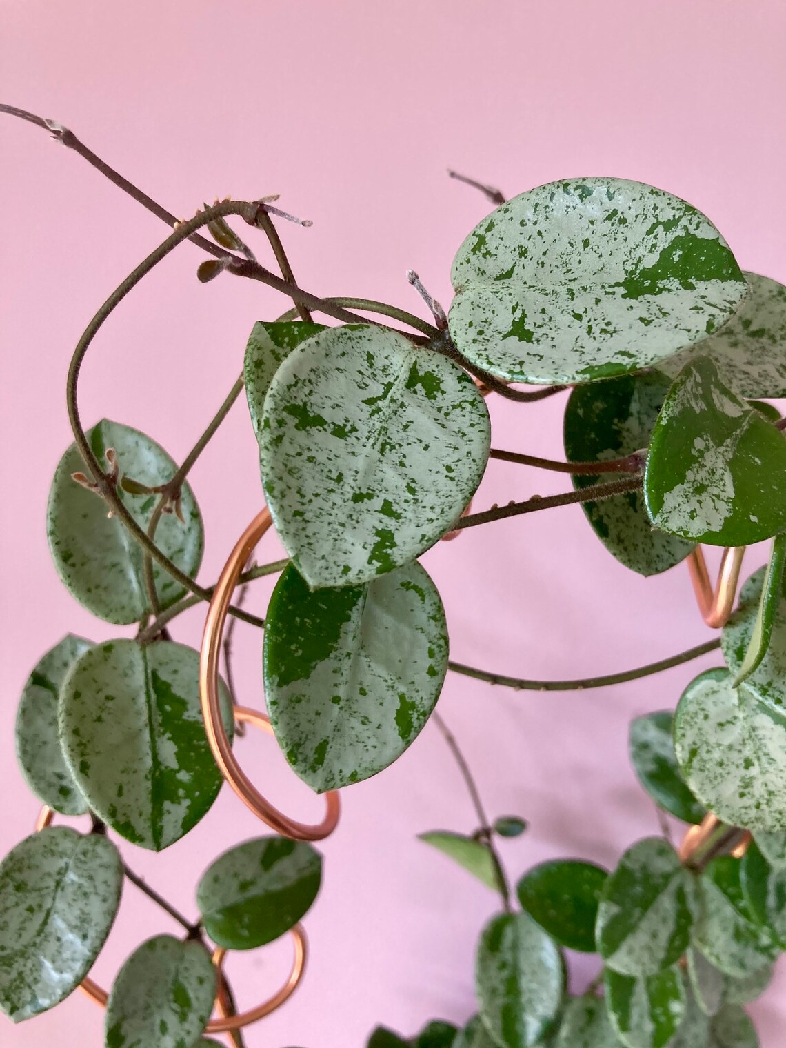 RARE Hoya Mathilde Silver Fresh Cutting Plant Houseplant - Etsy UK