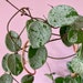 RARE Hoya Mathilde Silver Fresh Cutting Plant Houseplant - Etsy UK