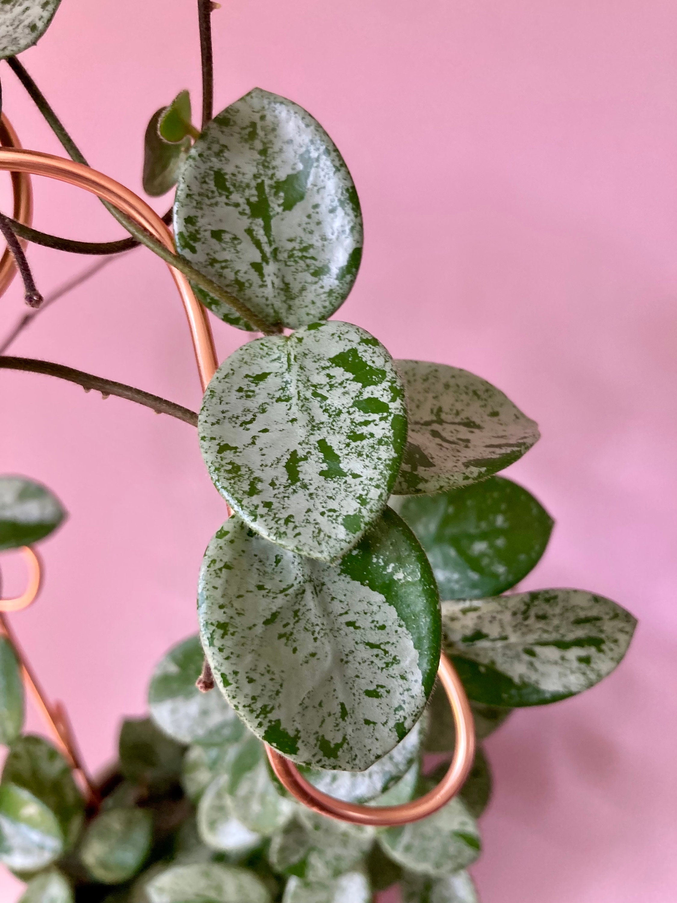 RARE Hoya Mathilde Silver Fresh Cutting Plant Houseplant - Etsy UK