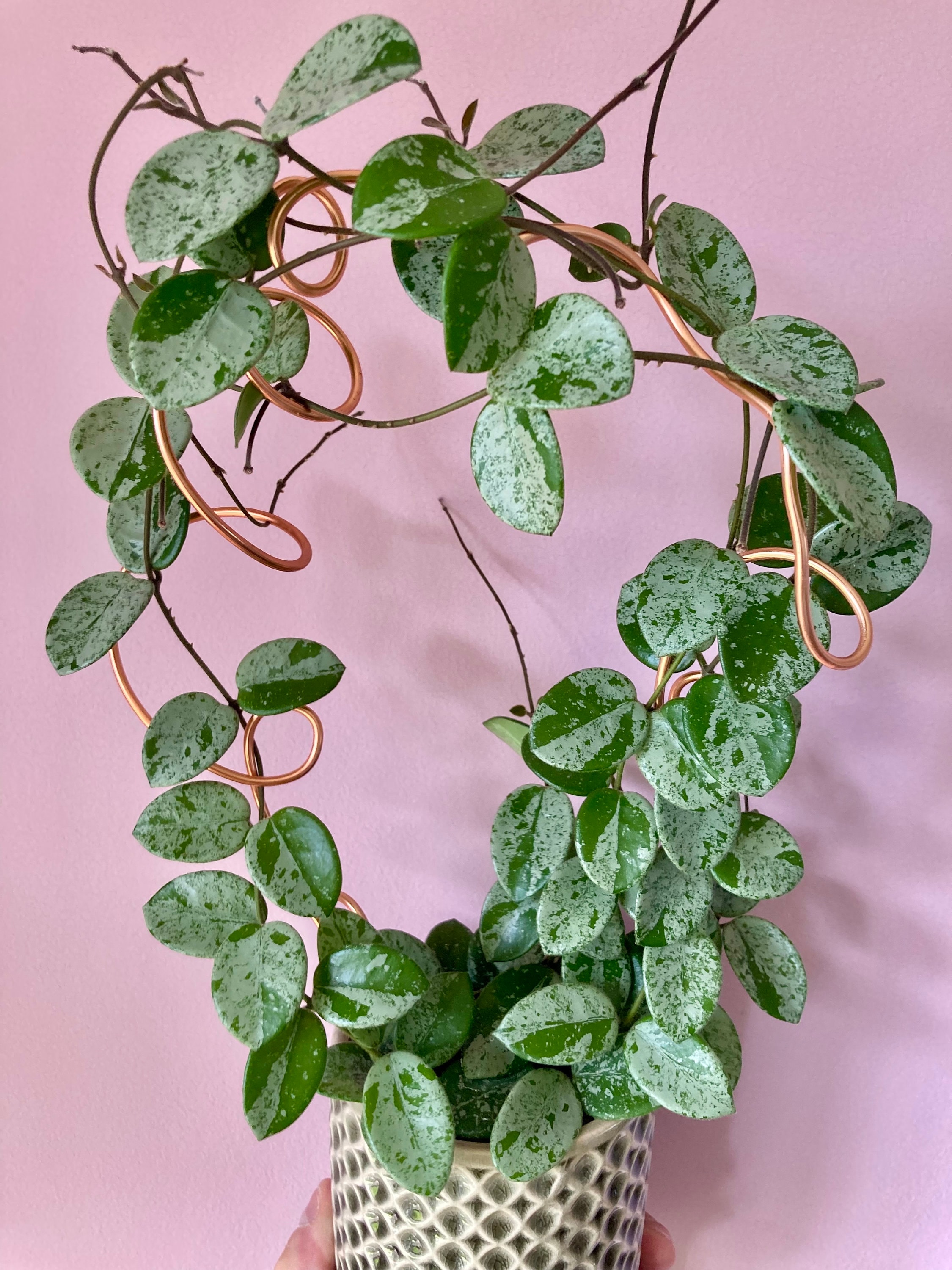 RARE Hoya Mathilde Silver Fresh Cutting Plant Houseplant - Etsy UK