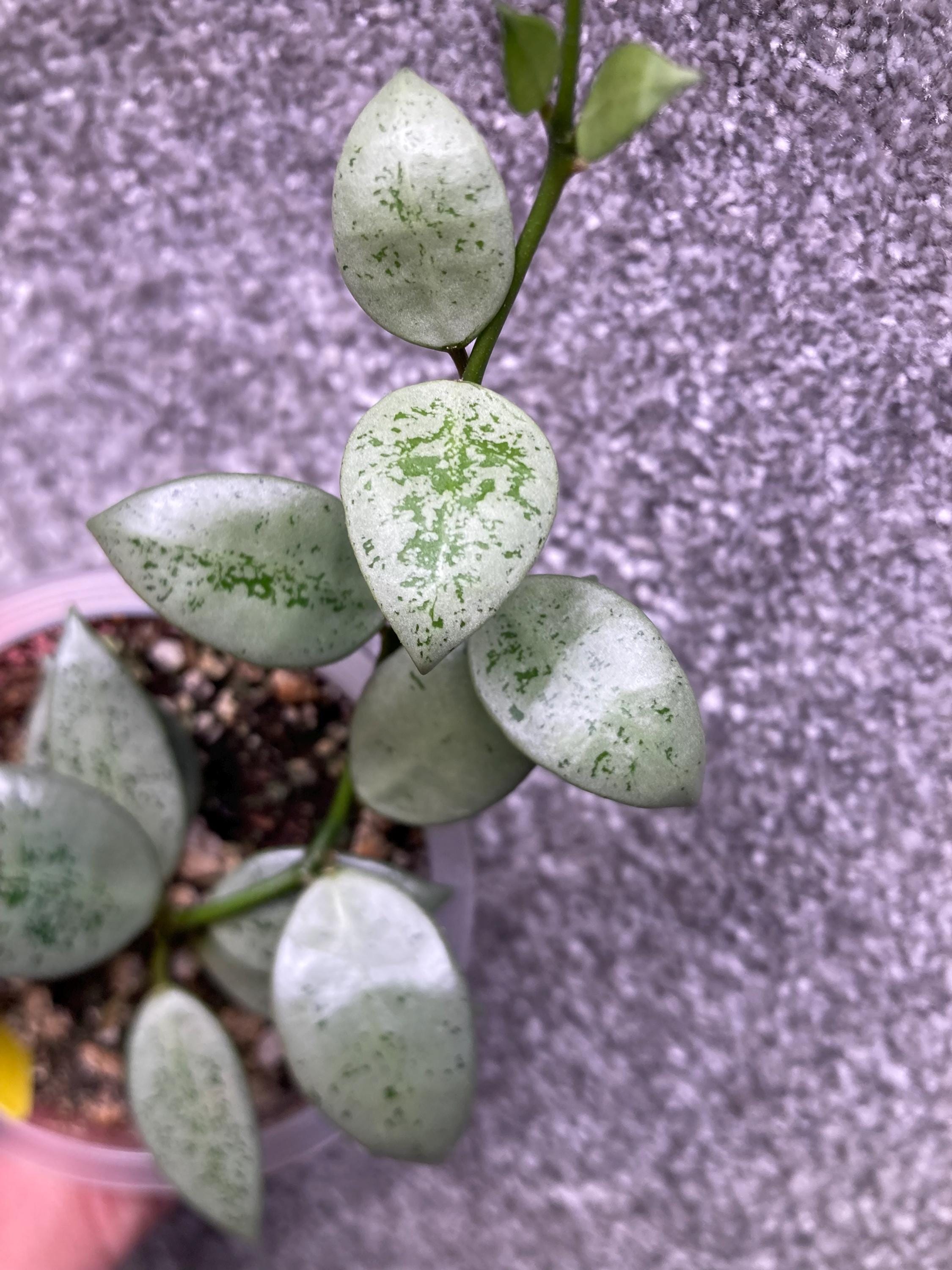 RARE Hoya Lacunosa Leopard Skin Fresh Cutting Plant Houseplant - Etsy UK