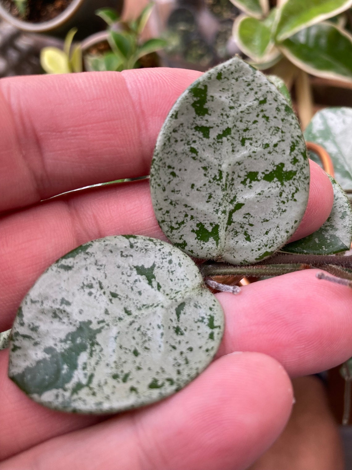 RARE Hoya Mathilde Silver Fresh Cutting Plant Houseplant - Etsy UK