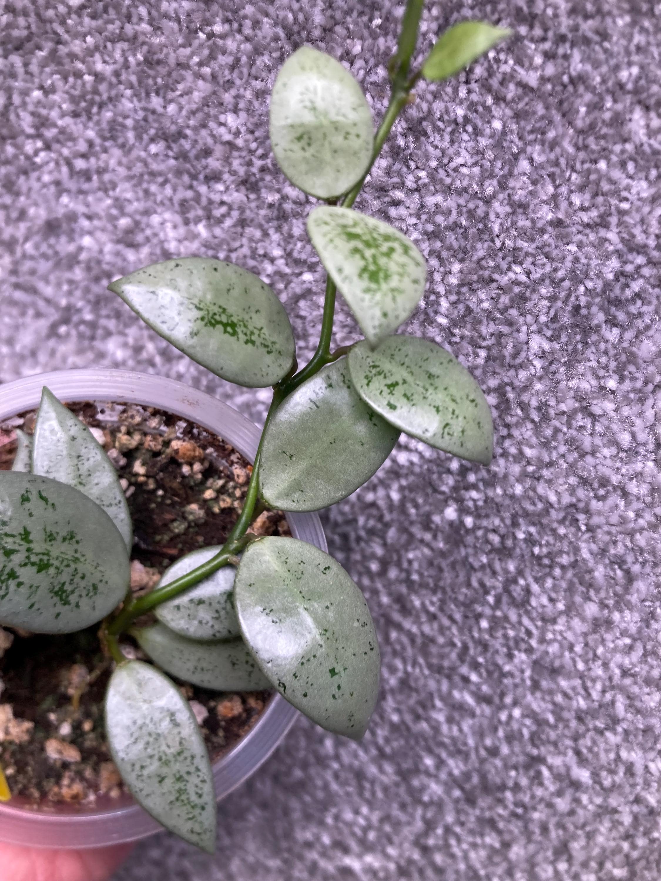 RARE Hoya Lacunosa Leopard Skin Fresh Cutting Plant Houseplant - Etsy UK