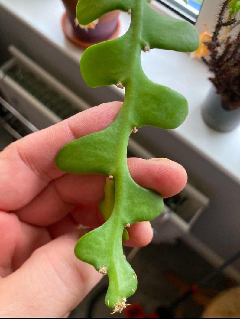 RARE 1 X Disocactus Anguliger Fishbone Cactus Fresh Cutting Plant ...