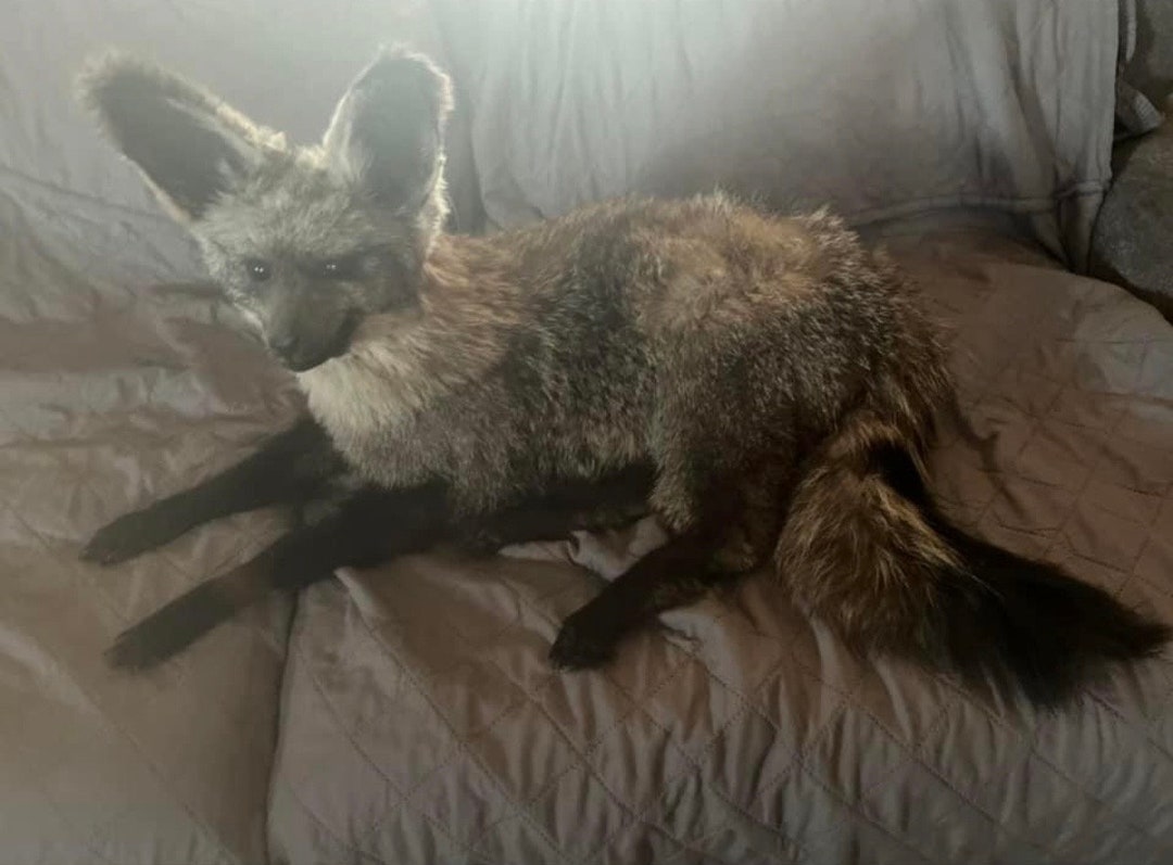 Eared Bat Fox Taxidermy - Etsy