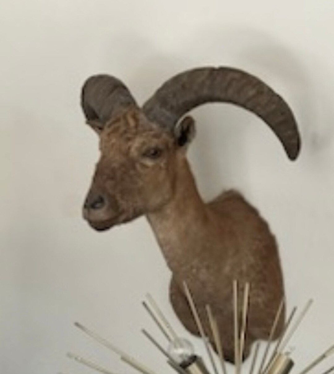 Ibex Head Taxidermy - Etsy
