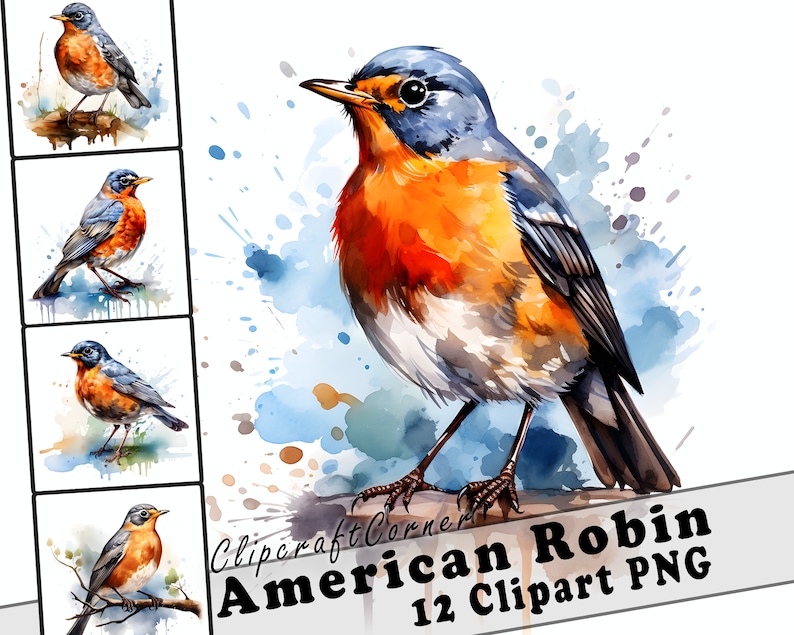 12 American Robin Clipart PNG Art Bundle | Watercolor Bird Clipart PNG ...