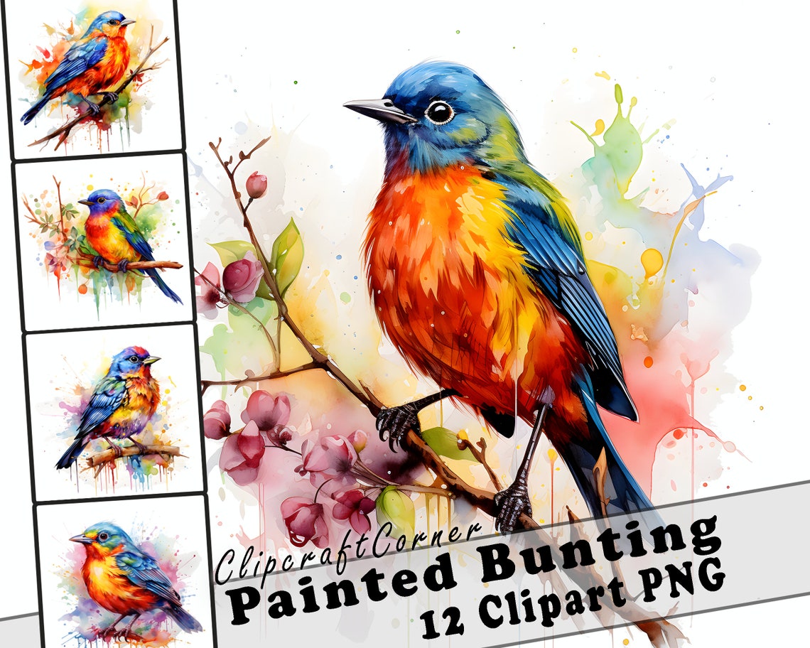 12 Painted Bunting Clipart PNG Art Bundle | Watercolor Bird Clipart PNG ...