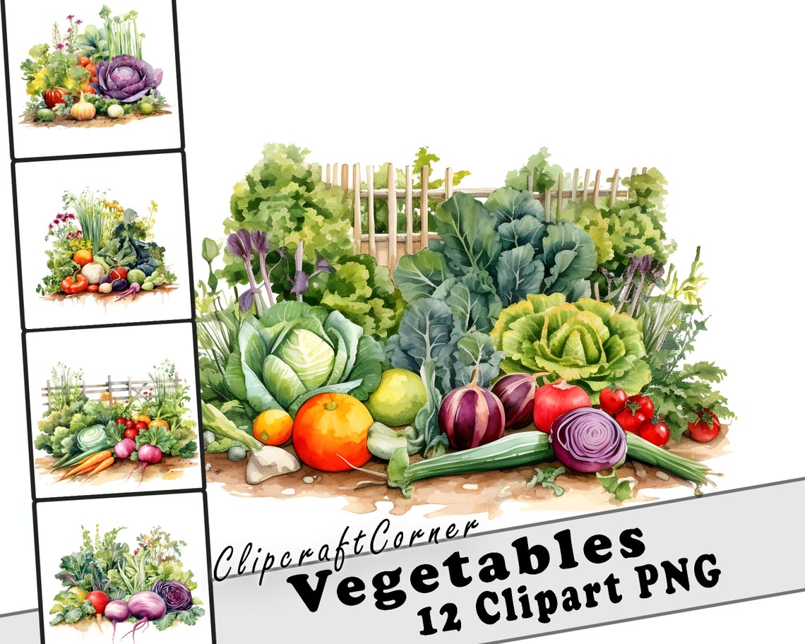 12 Vegetables Clipart PNG Bundle Watercolor Vegetable Clipart PNG Farm ...