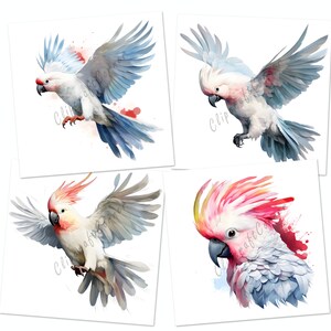 12 Cockatoo Clipart PNG Bundle | Tropical Bird Watercolor Clipart PNG | Summer Clipart PNG ...