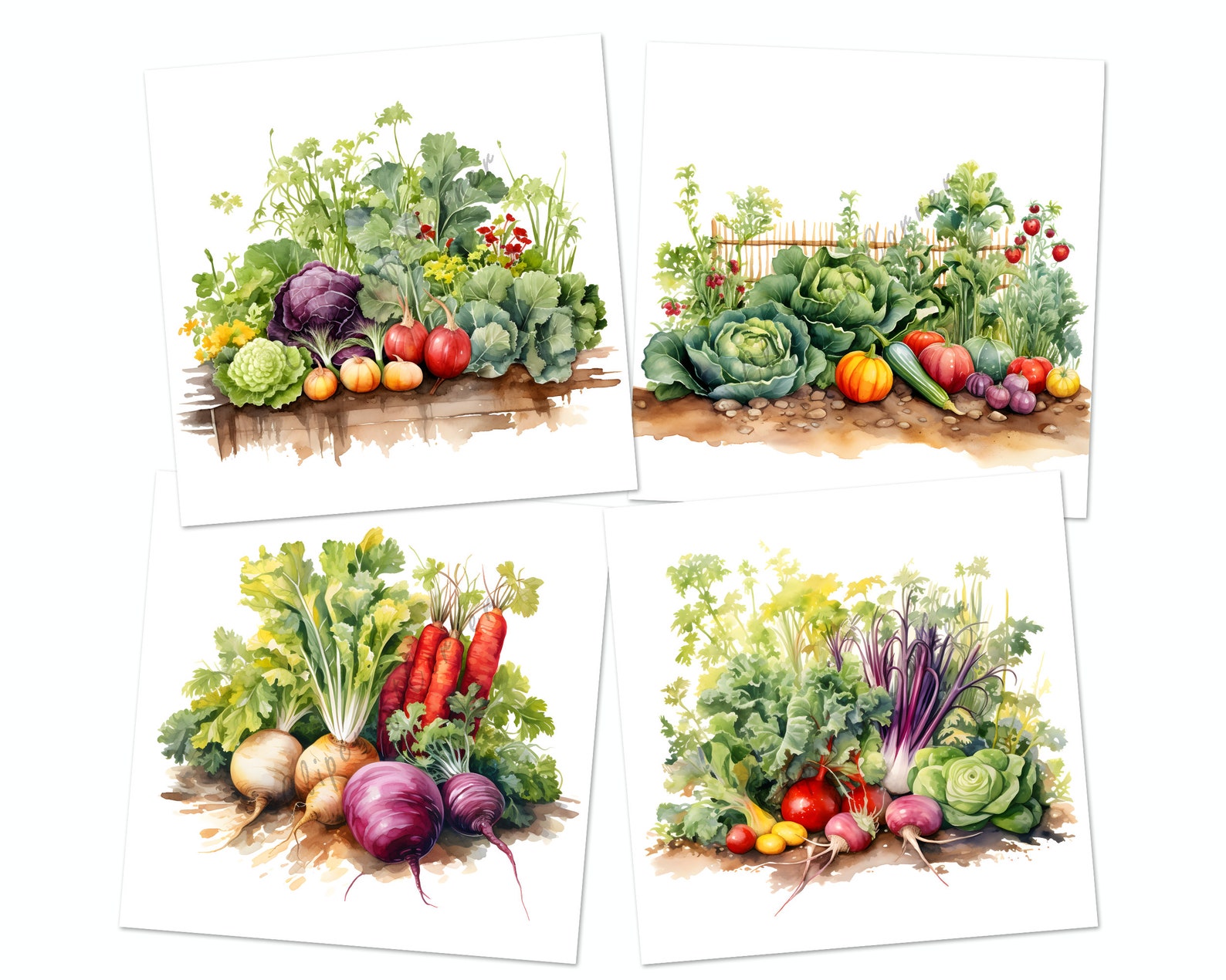 12 Vegetables Clipart PNG Bundle | Watercolor Vegetable Clipart PNG ...