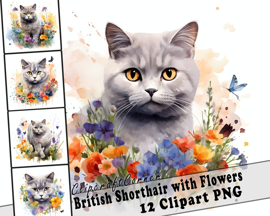 12 British Shorthair Cat With Flowers Clipart PNG Bundle | Cute ...