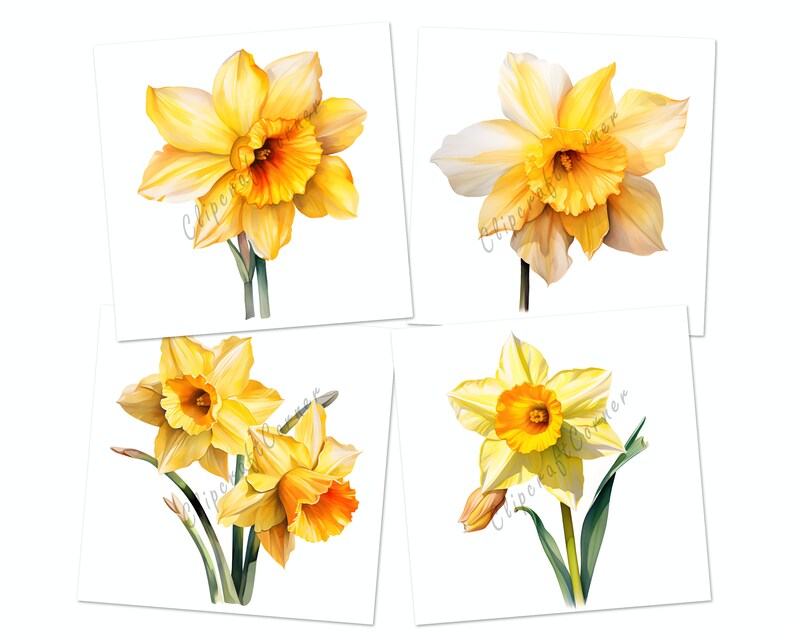 12 Daffodil Clipart PNG Art Bundle | Watercolor Flower Clipart PNG ...