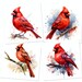 12 Red Cardinal Clipart PNG Art Bundle Watercolor Bird Clipart PNG ...