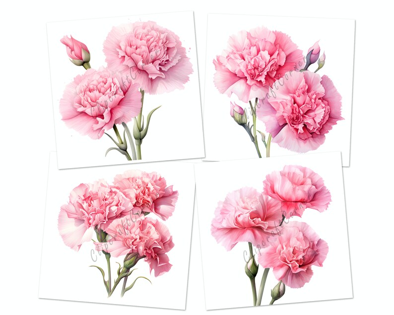 12 Pink Carnation Clipart PNG Art Bundle | Watercolor Flower Clipart ...