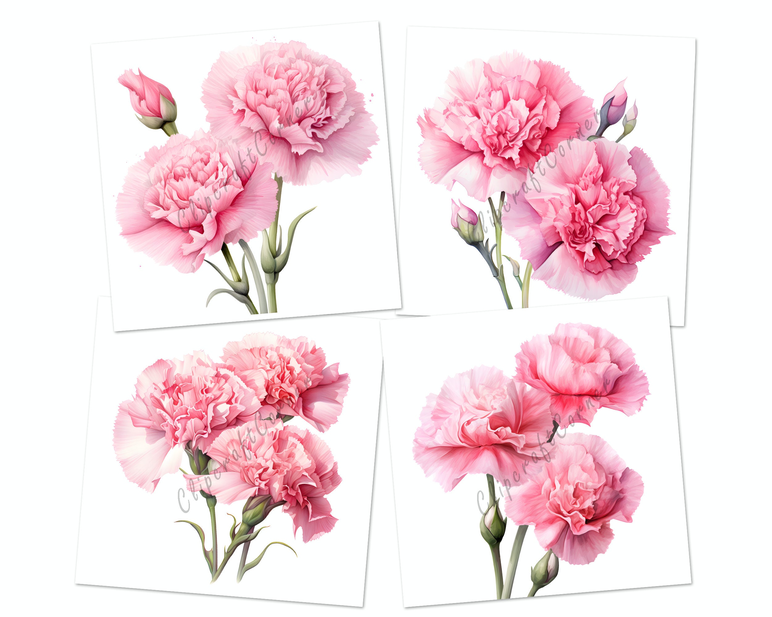 12 Pink Carnation Clipart PNG Art Bundle | Watercolor Flower Clipart ...