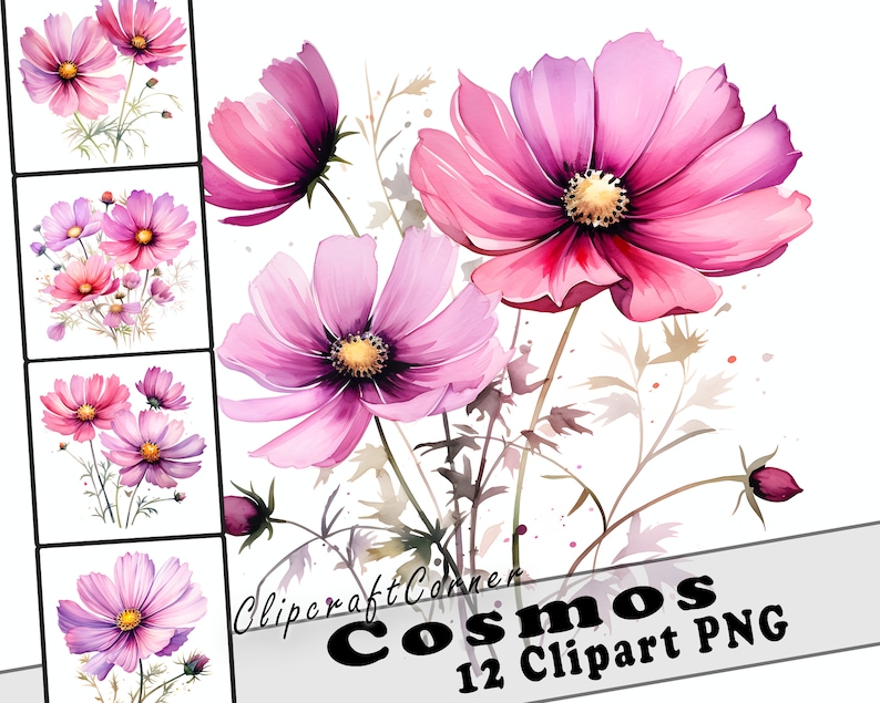 12 Cosmos Clipart PNG Art Bundle Watercolor Flower Clipart PNG Artwork ...