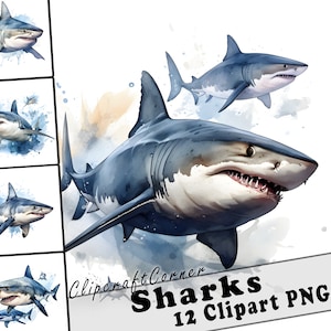 12 Shark Clipart PNG Bundle | Watercolor Sea Animals Clipart PNG ...